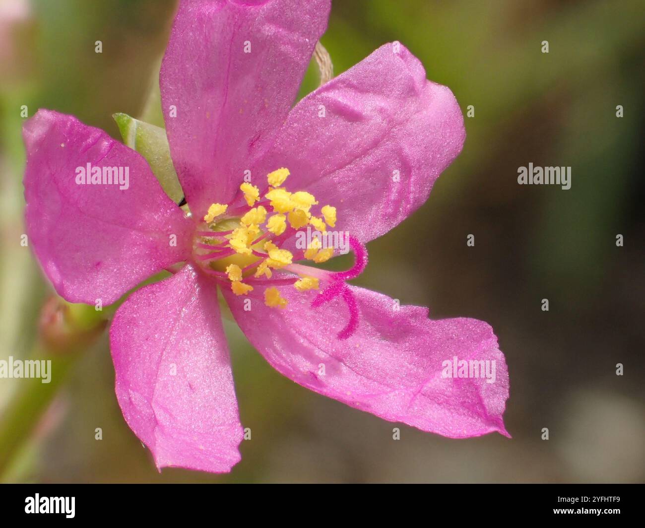 Philippine spinach (Talinum fruticosum Stock Photo - Alamy