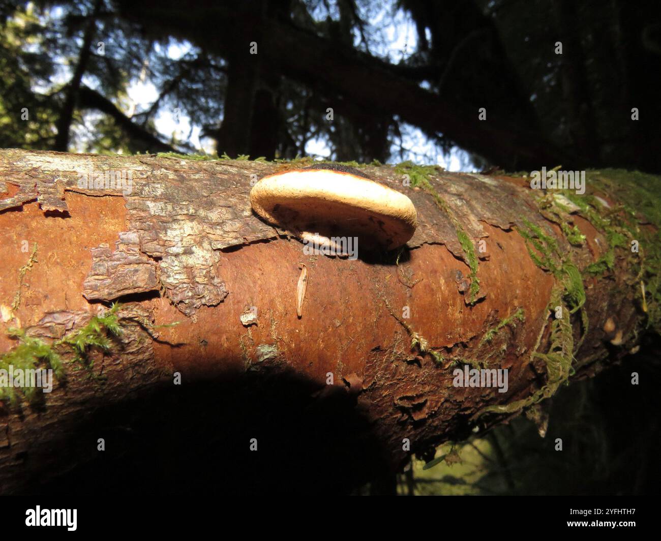 Northern Red Belt (Fomitopsis mounceae Stock Photo - Alamy