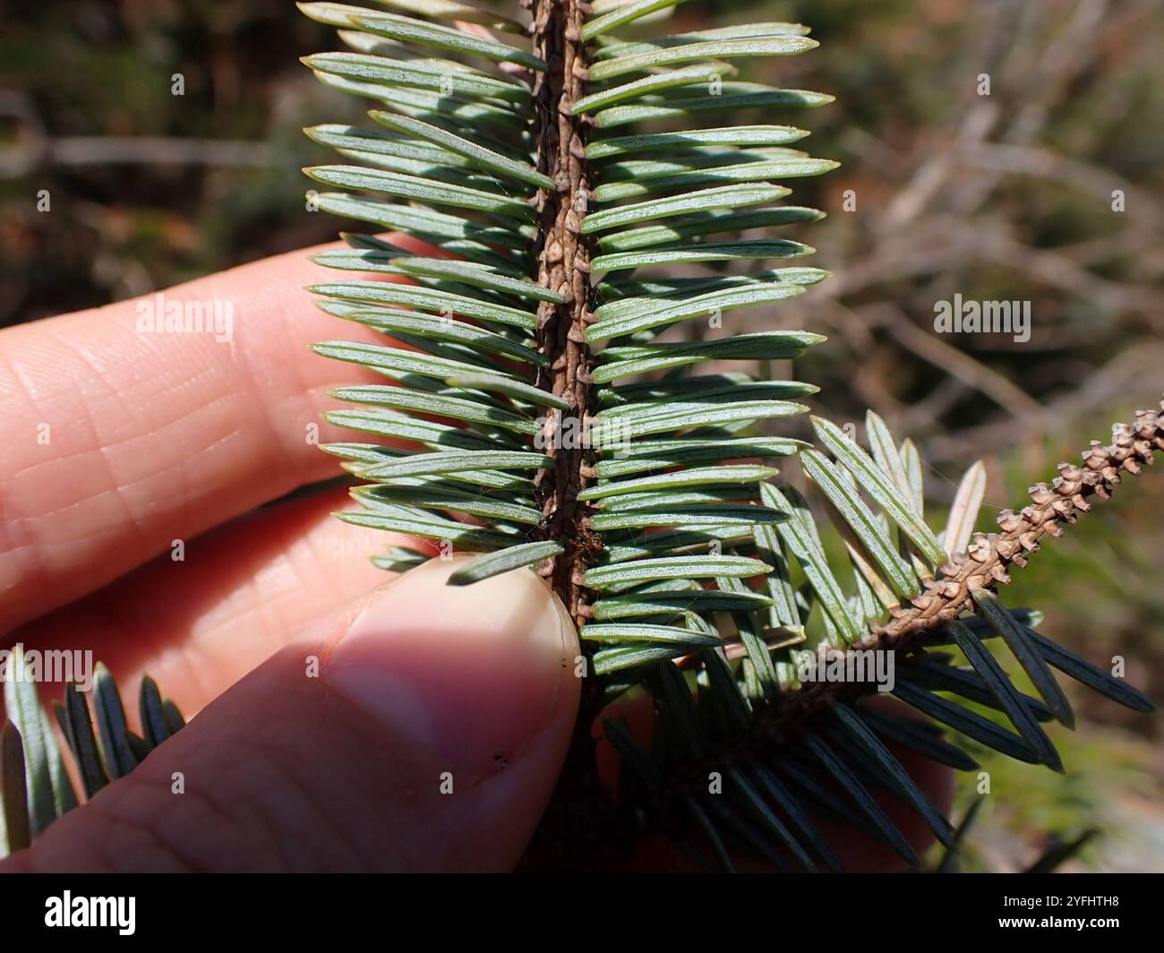 Sitka spruce (Picea sitchensis Stock Photo - Alamy
