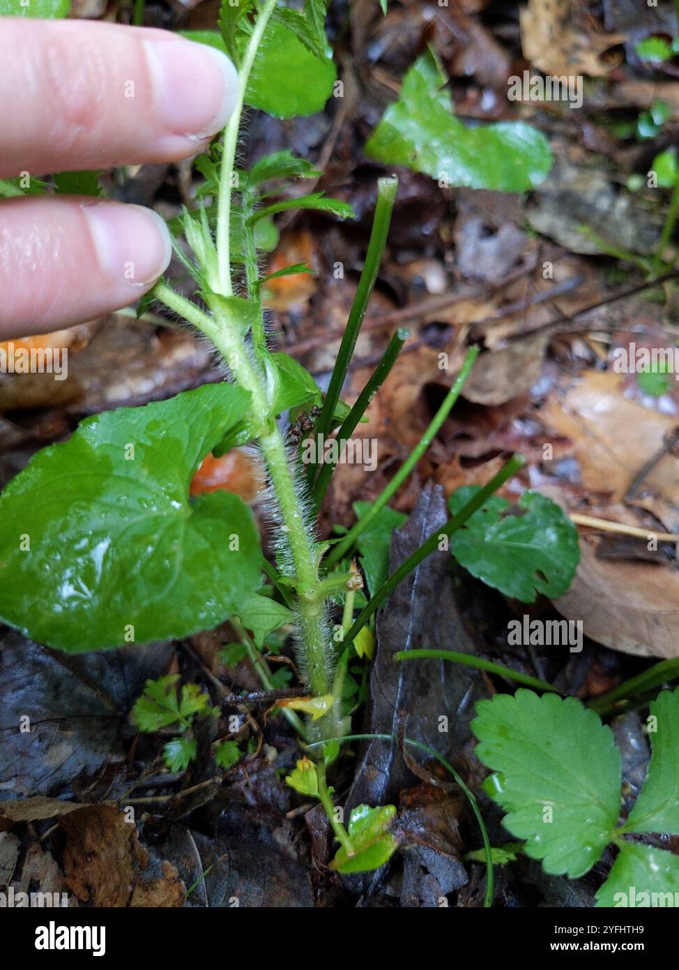 swamp agrimony (Agrimonia parviflora Stock Photo - Alamy