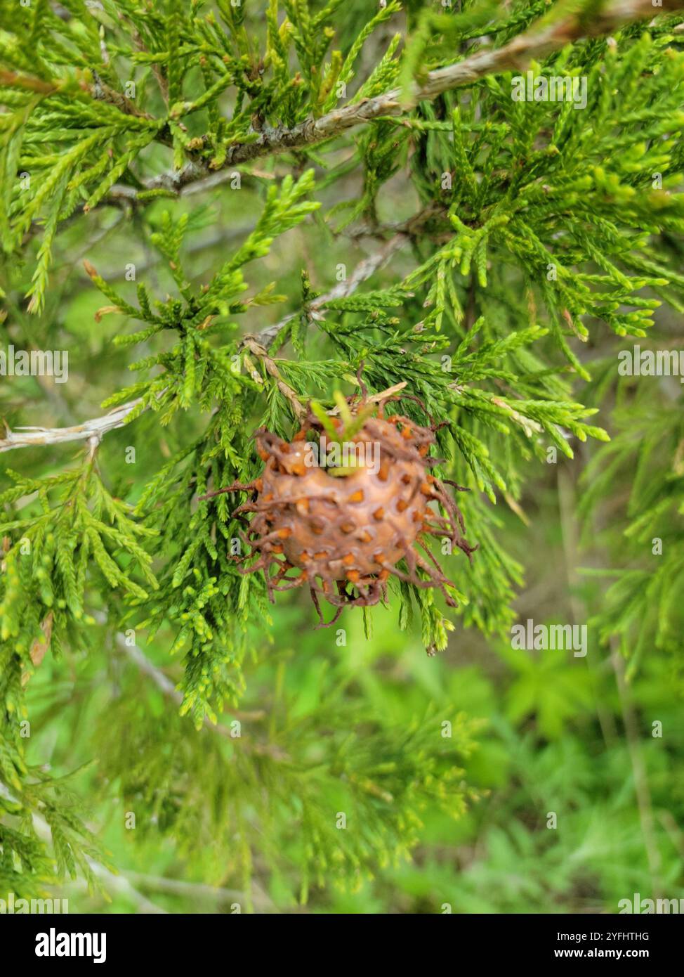 juniper-apple rust (Gymnosporangium juniperi-virginianae Stock Photo ...