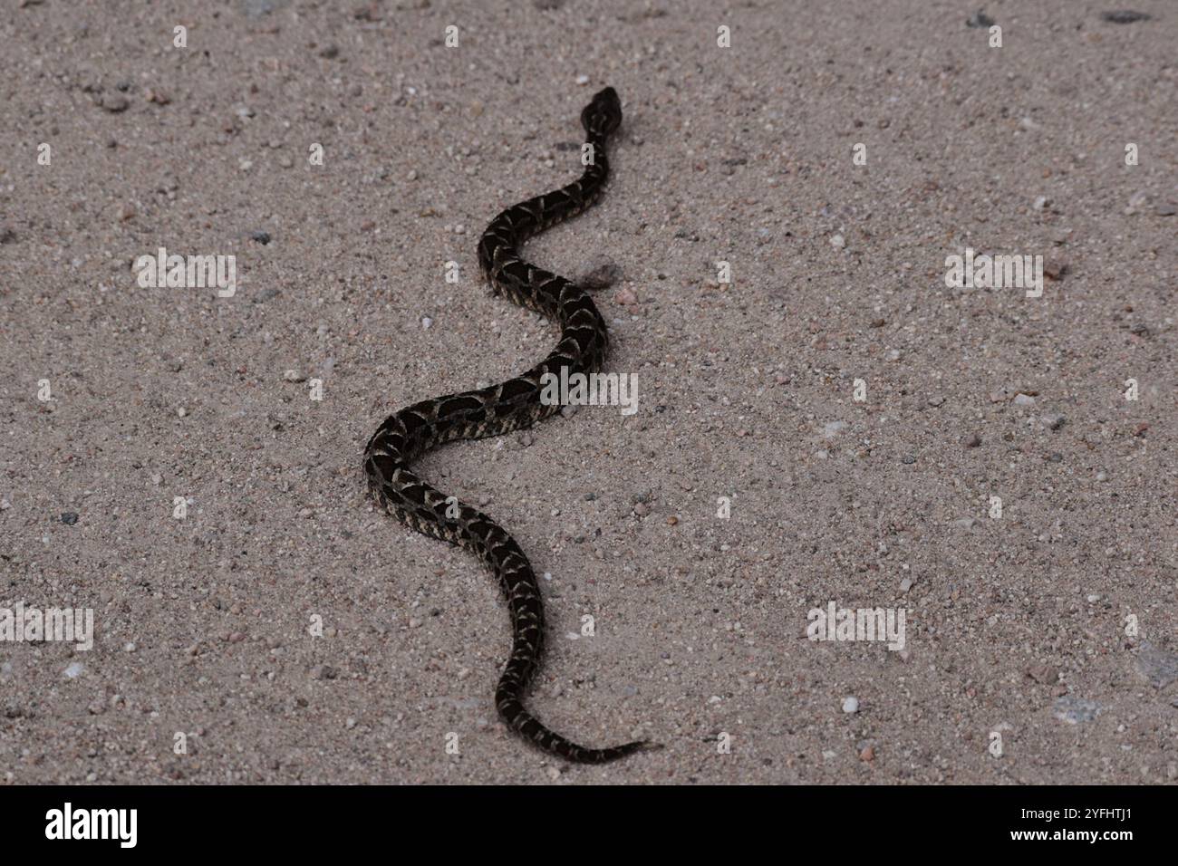Painted Lancehead (Bothrops diporus Stock Photo - Alamy