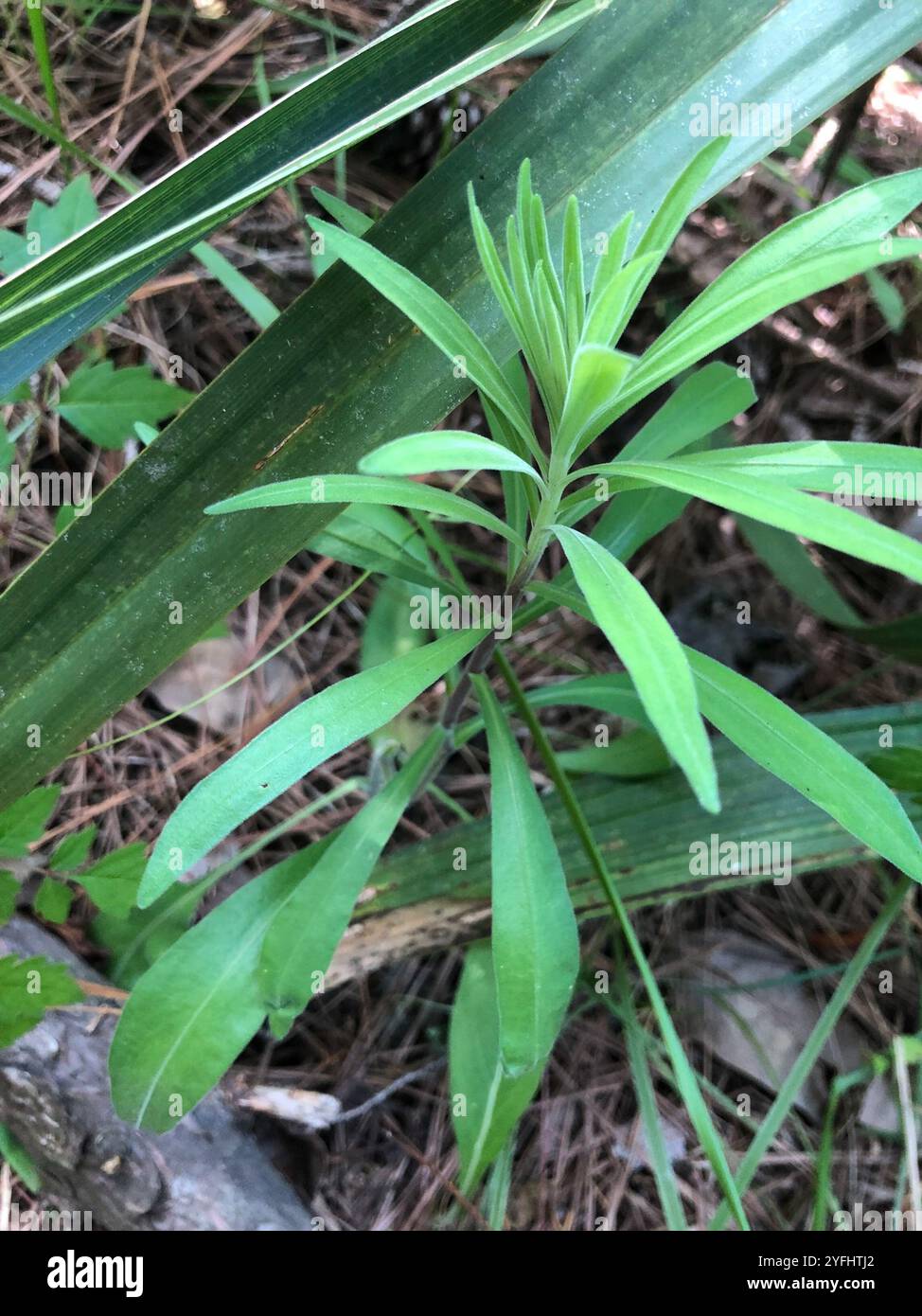 Appalachian blazing star hi-res stock photography and images - Alamy