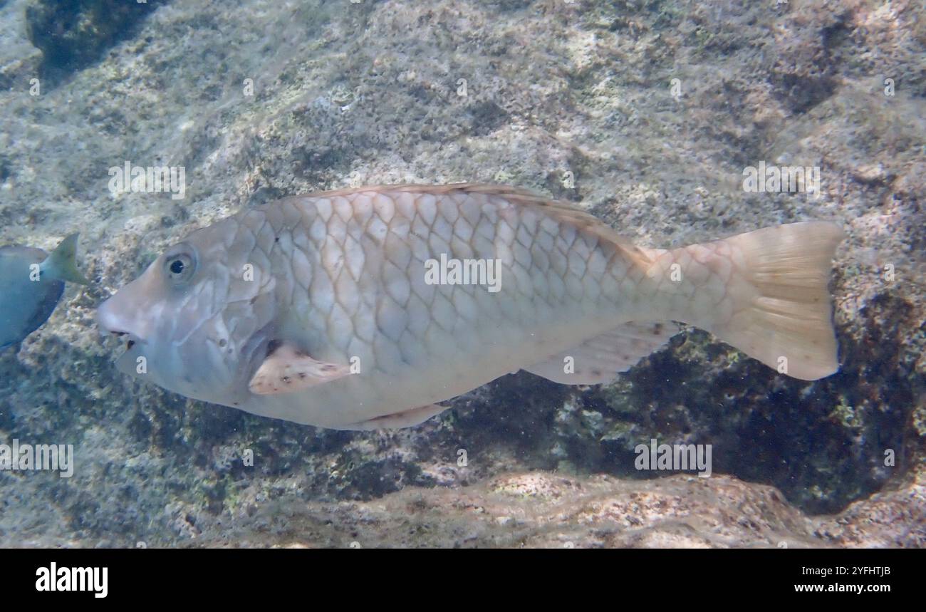 Yellowtail parrotfish hi-res stock photography and images - Alamy