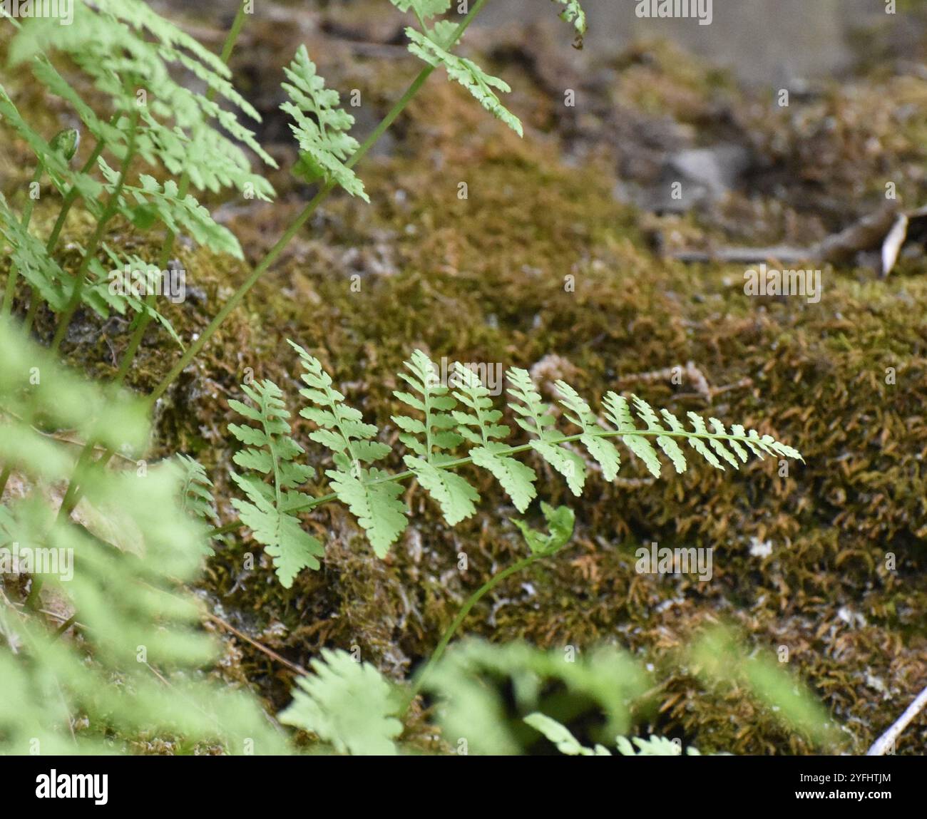 fragile ferns (Cystopteris Stock Photo - Alamy