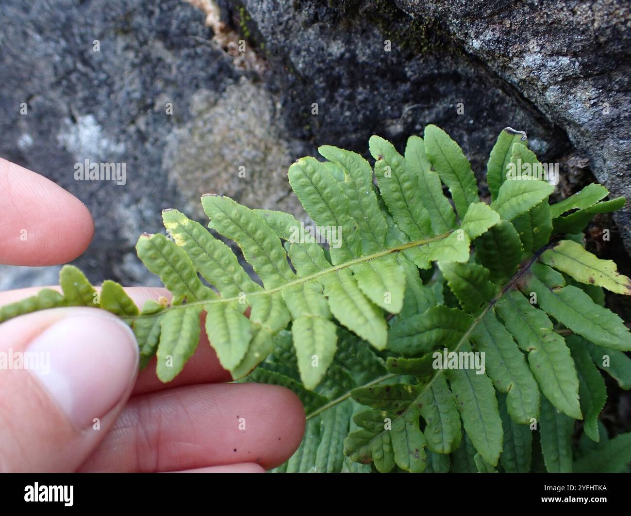 licorice fern (Polypodium glycyrrhiza Stock Photo - Alamy
