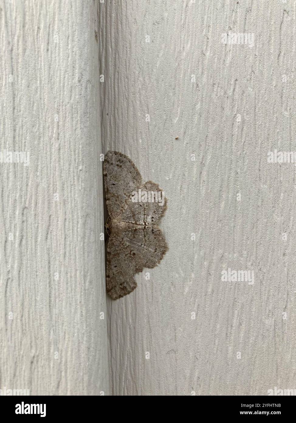 Signate Melanolophia Moth (Melanolophia signataria Stock Photo - Alamy