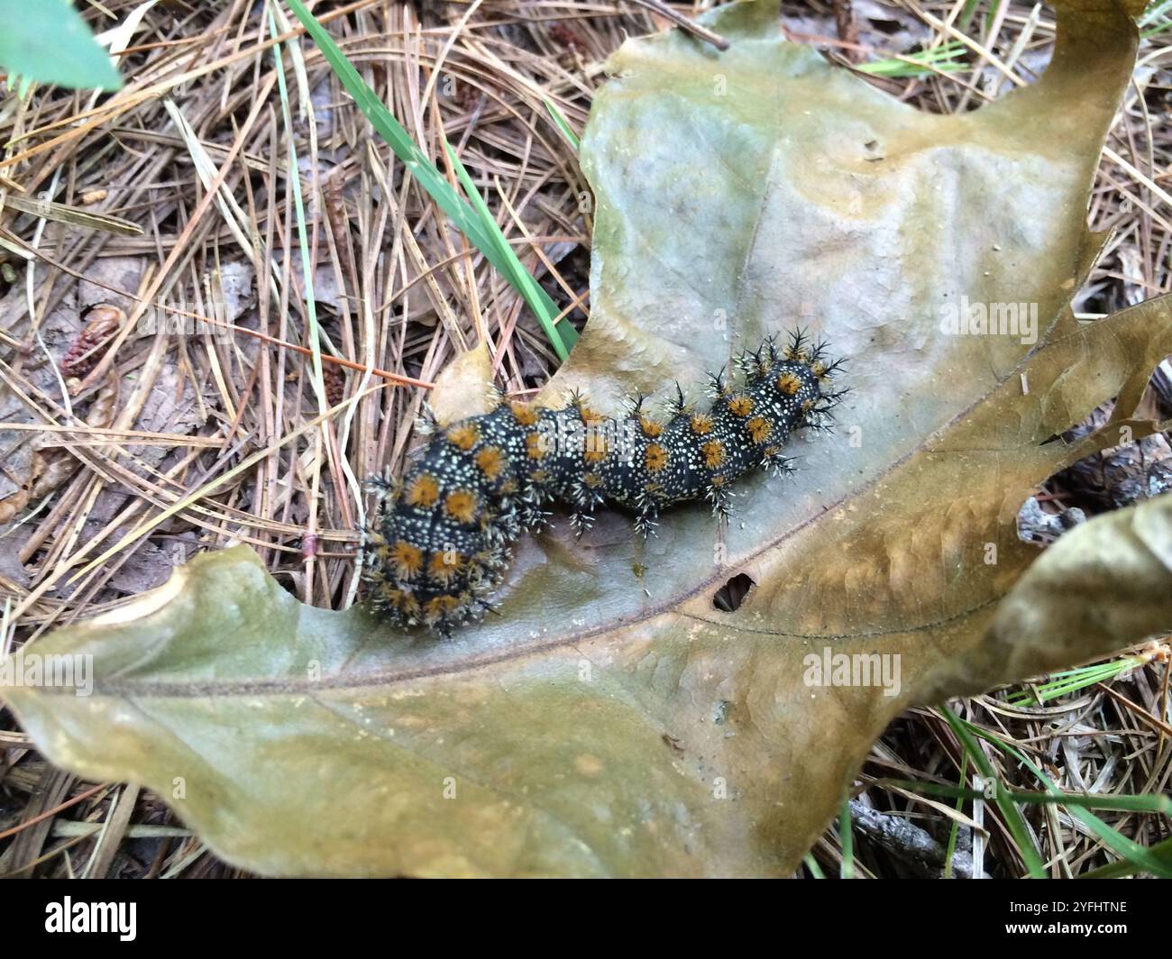 Buck Moth (Hemileuca maia Stock Photo - Alamy