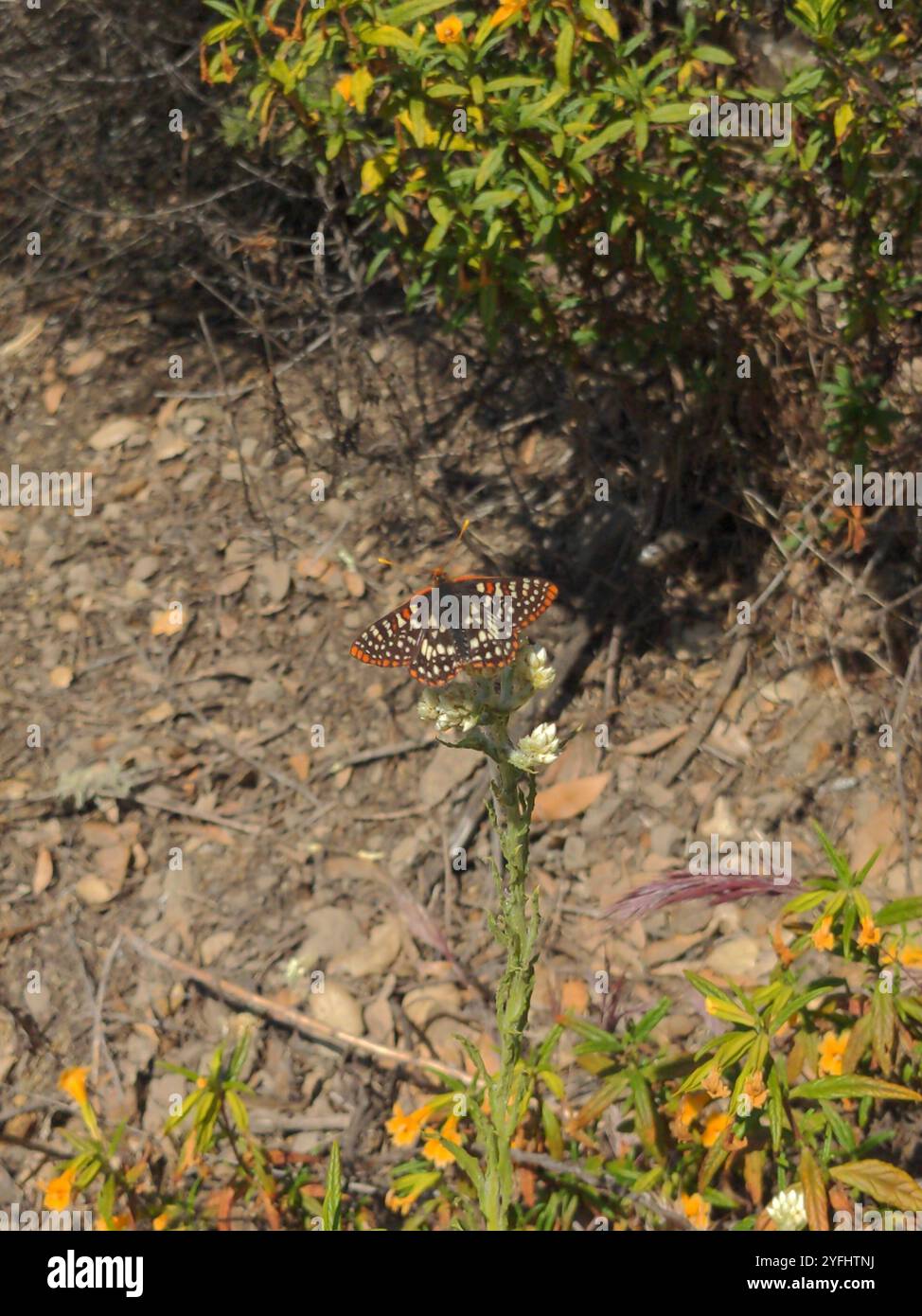 Variable Checkerspot (Euphydryas chalcedona Stock Photo - Alamy