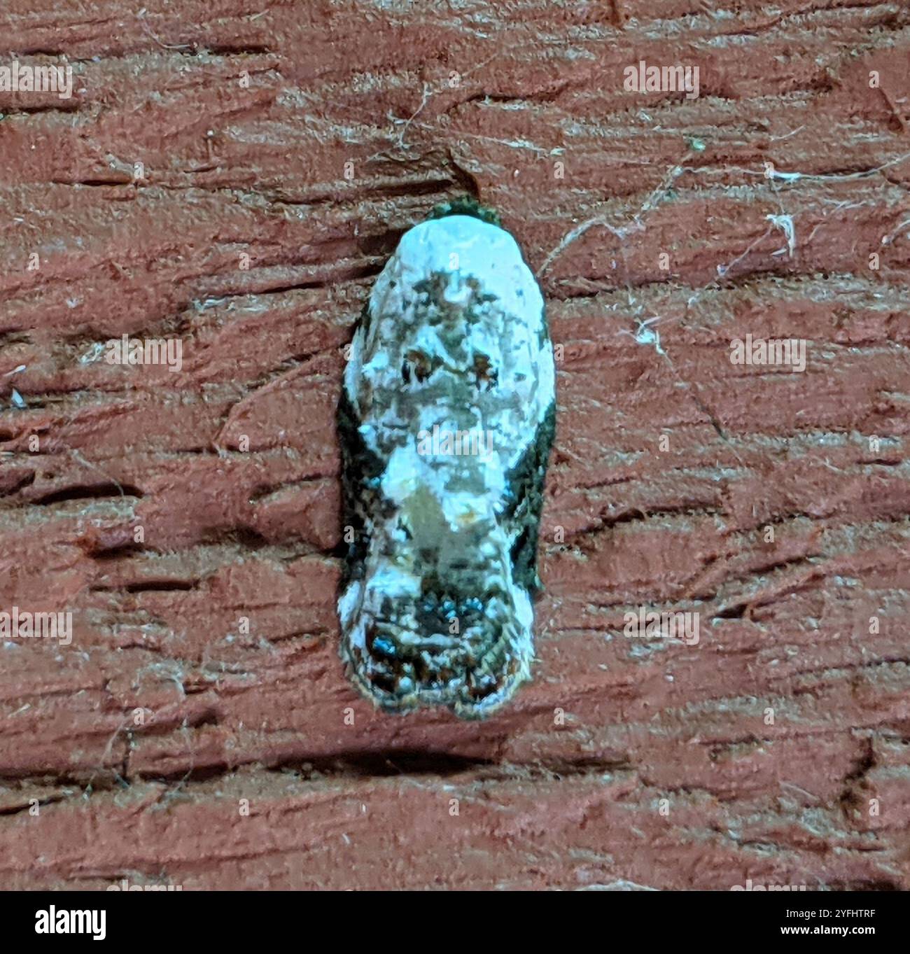 Snowy-shouldered Acleris Moth (Acleris nivisellana Stock Photo - Alamy