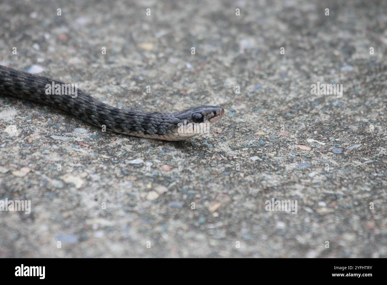 Mairii hi-res stock photography and images - Alamy