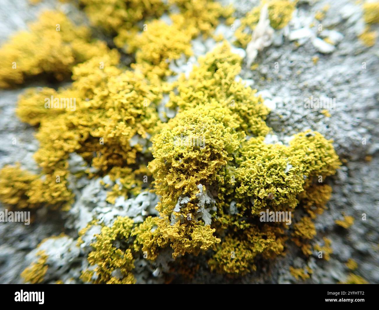 Shrubby Sunburst Lichen (Polycauliona candelaria Stock Photo - Alamy