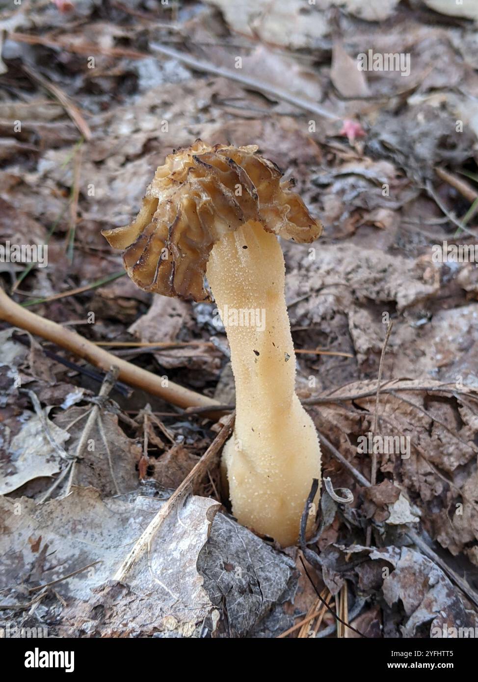 Half-free Morel (Morchella punctipes Stock Photo - Alamy