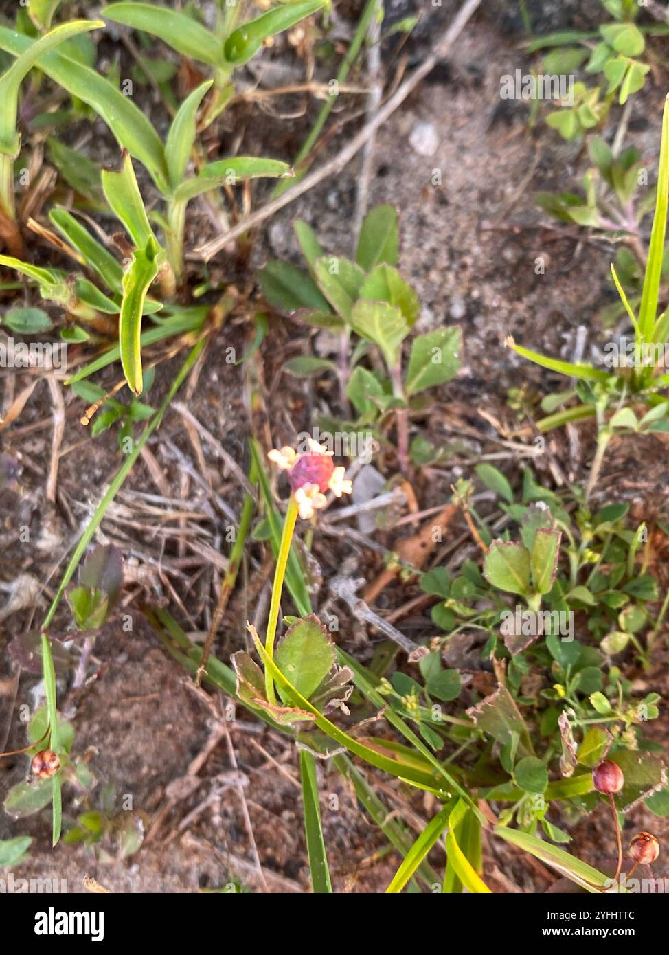 turkey tangle frogfruit (Phyla nodiflora Stock Photo - Alamy