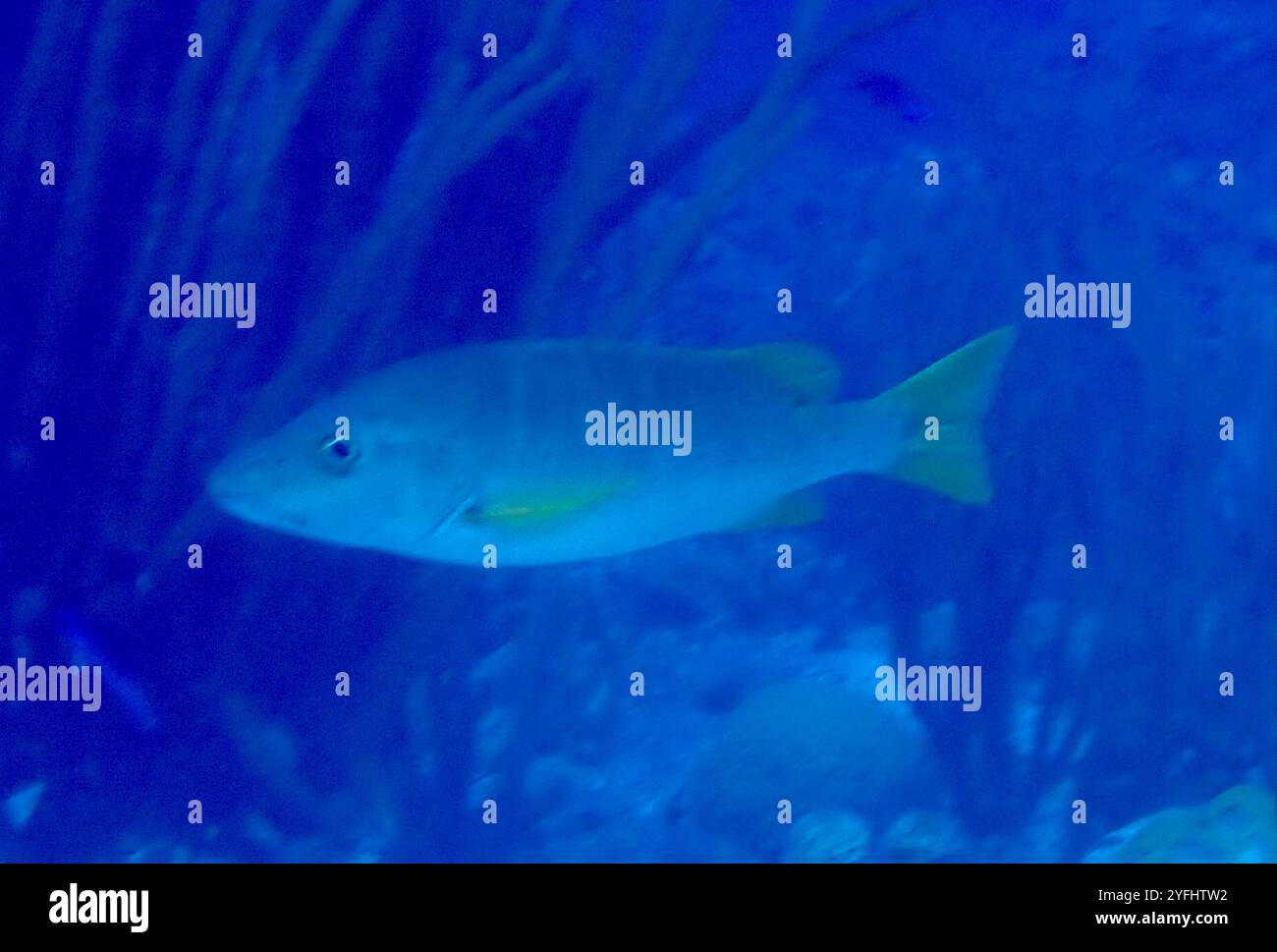 Schoolmaster Snapper (Lutjanus apodus Stock Photo - Alamy