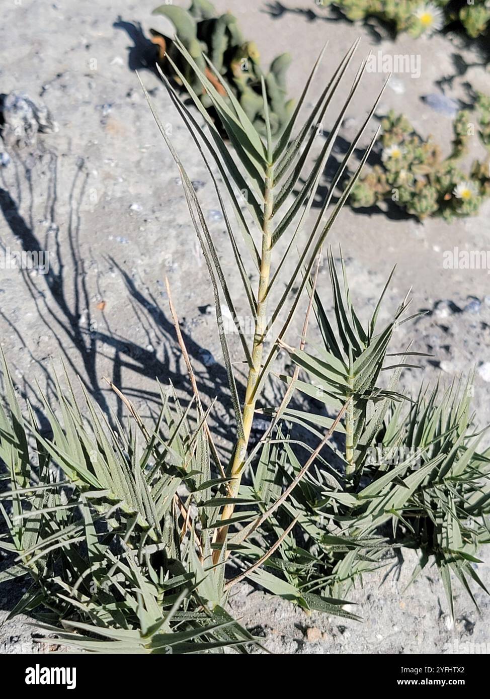 Saltgrass (Distichlis spicata Stock Photo - Alamy