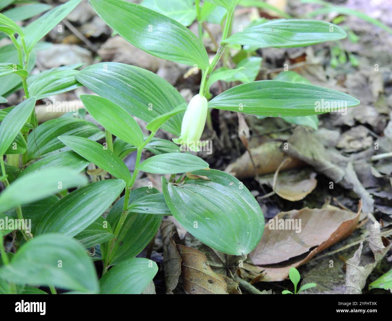 dwarf Solomon's seal (Polygonatum humile Stock Photo - Alamy