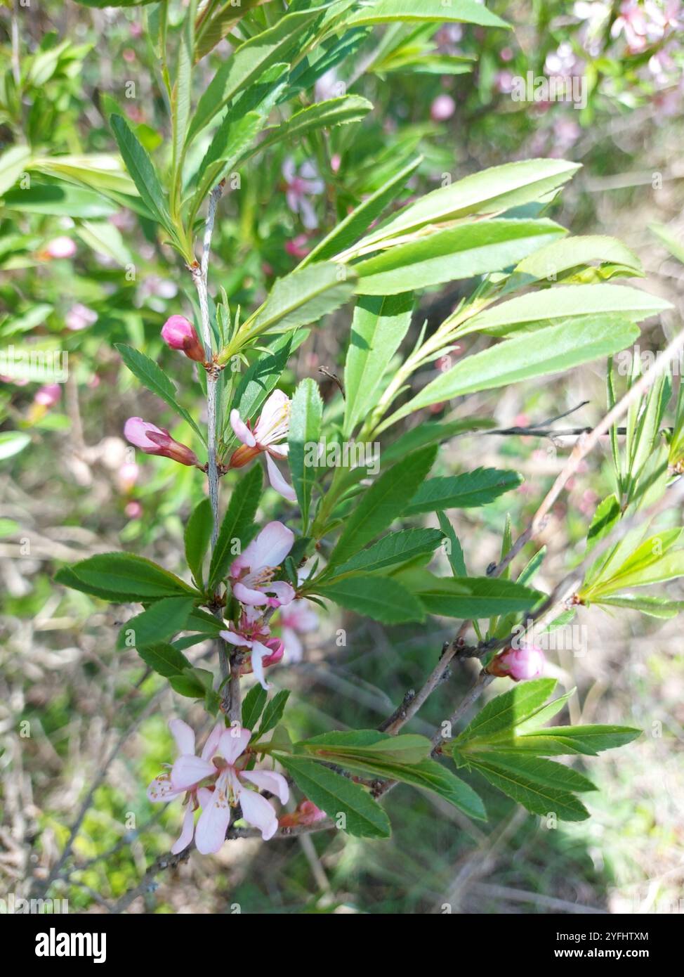 Dwarf Russian Almond (Prunus tenella Stock Photo - Alamy