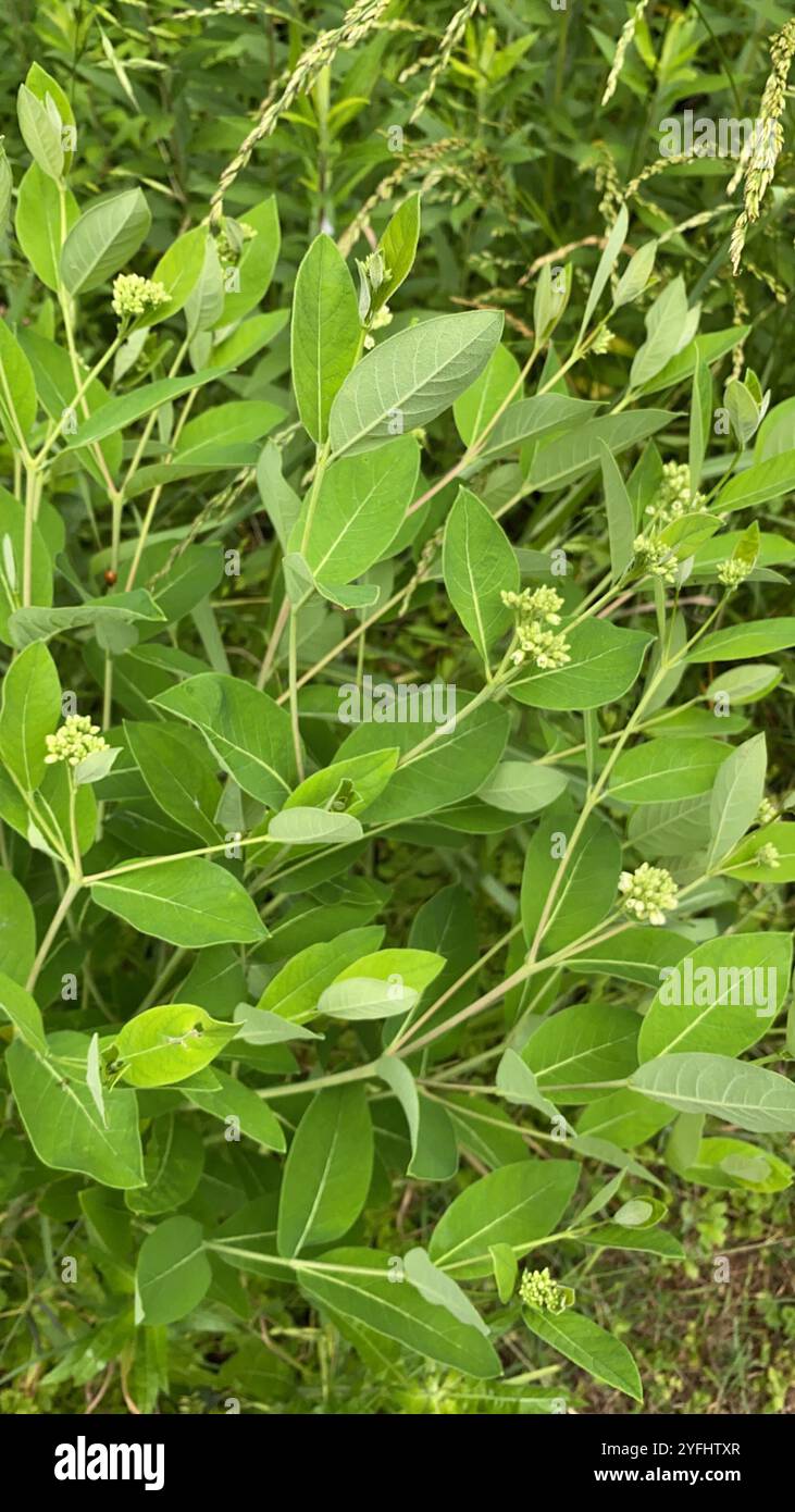 hemp dogbane (Apocynum cannabinum Stock Photo - Alamy