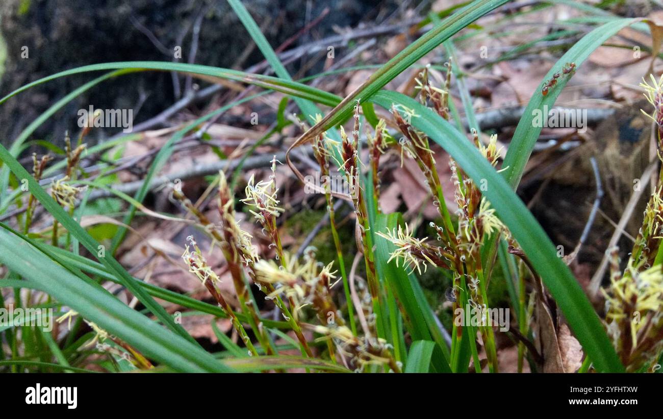 Fingered sedge hi-res stock photography and images - Alamy
