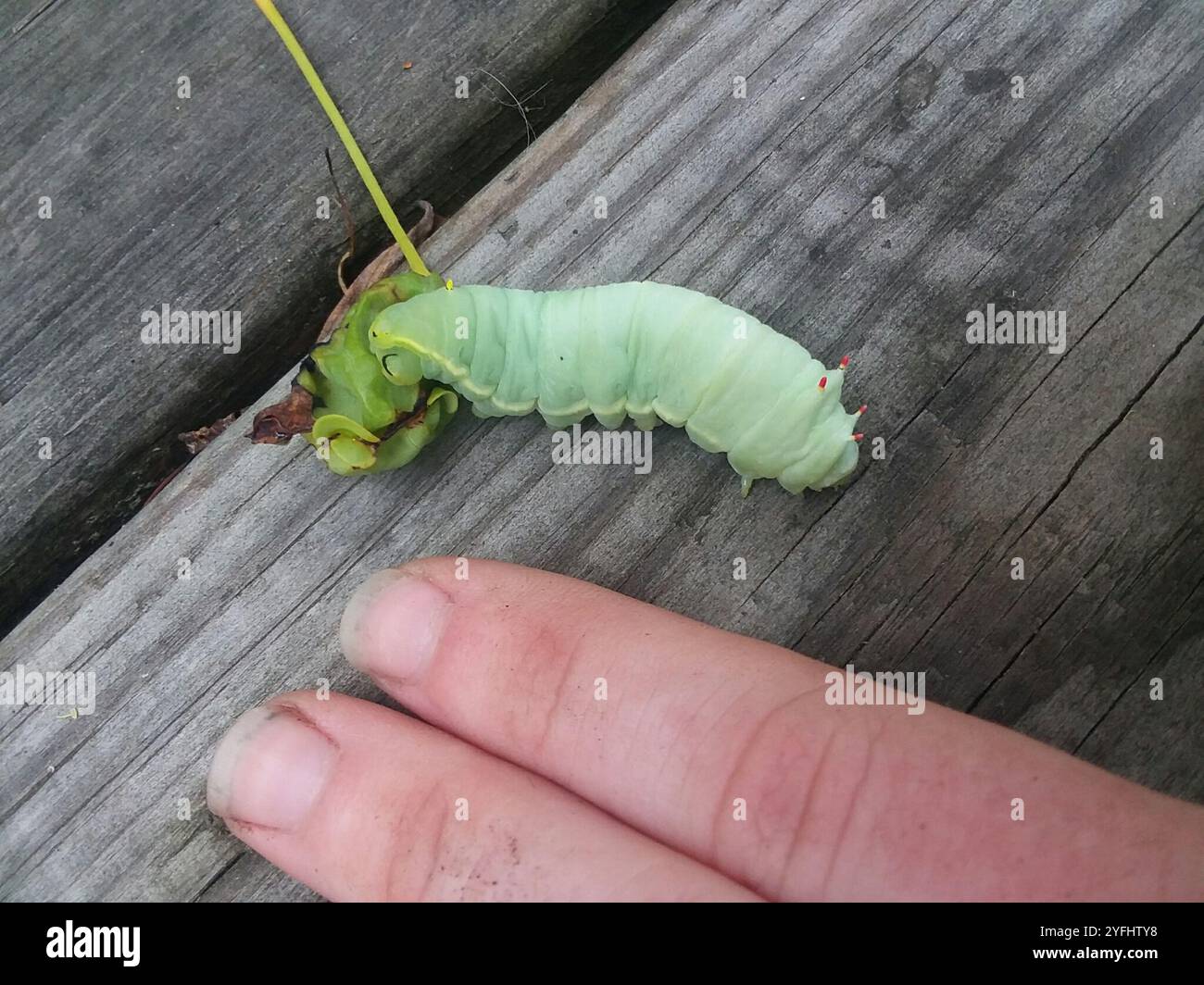 Tulip-tree Silkmoth (Callosamia angulifera Stock Photo - Alamy