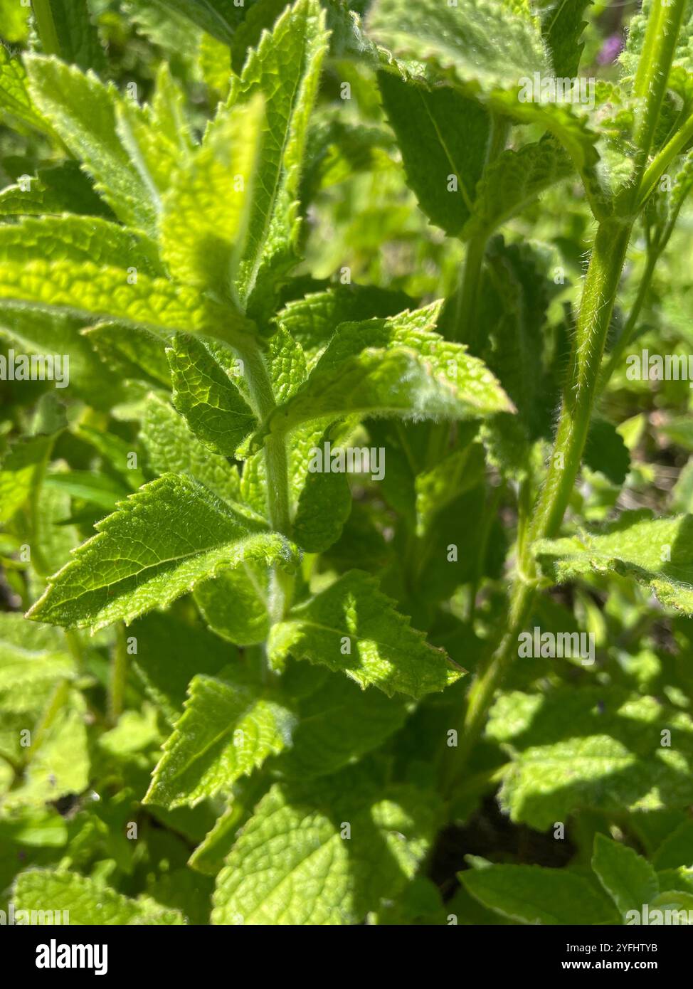 short-spiked hedge nettle (Stachys pycnantha Stock Photo - Alamy