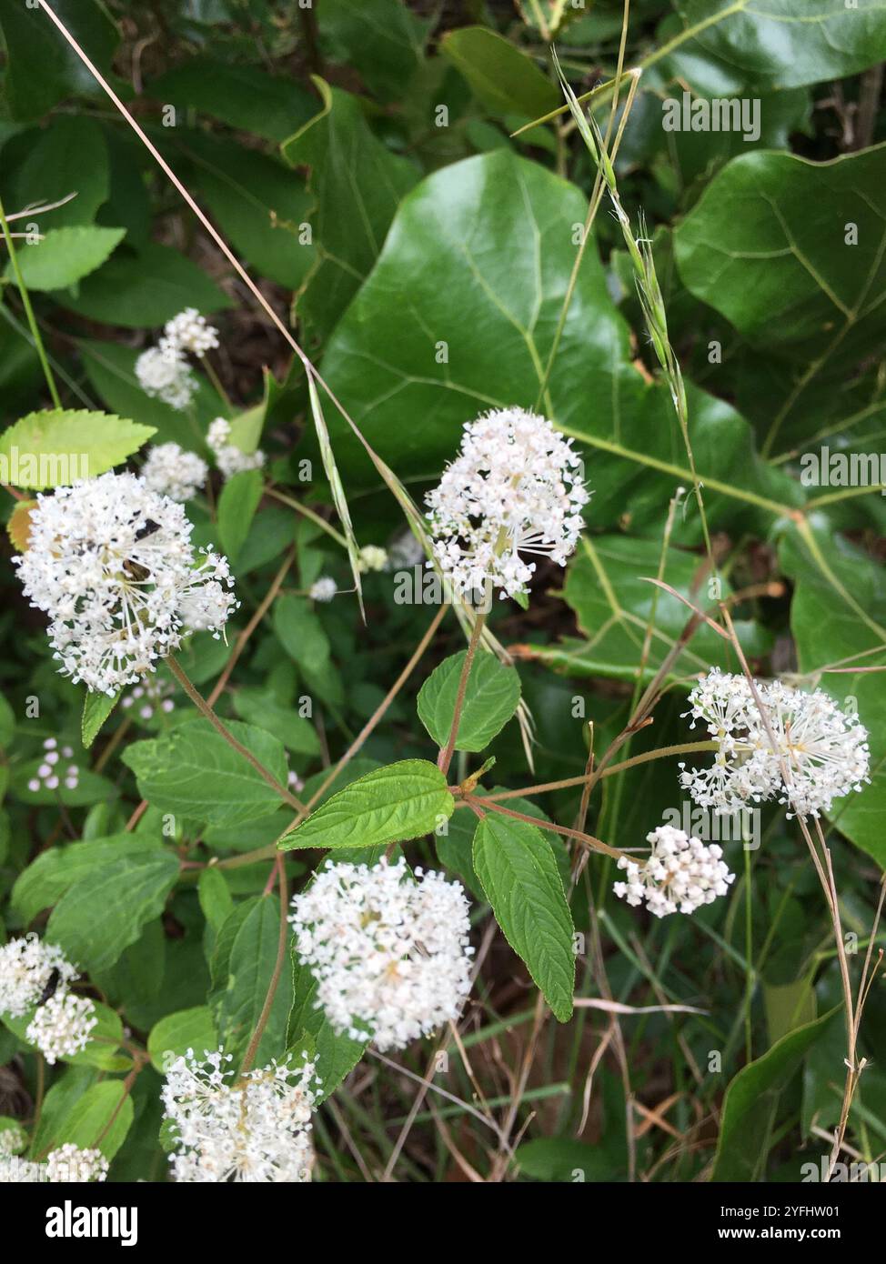 New Jersey tea (Ceanothus americanus Stock Photo - Alamy