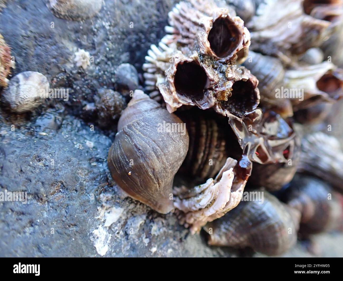 Frilled Dogwinkle (Nucella lamellosa Stock Photo - Alamy