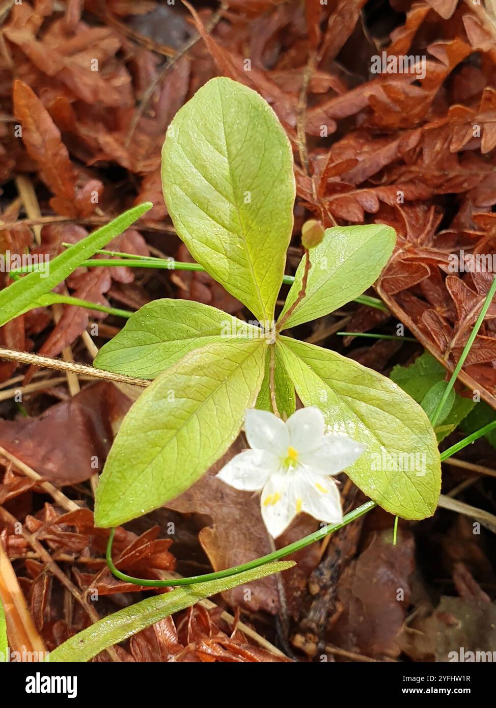 Arctic Starflower (Lysimachia europaea Stock Photo - Alamy