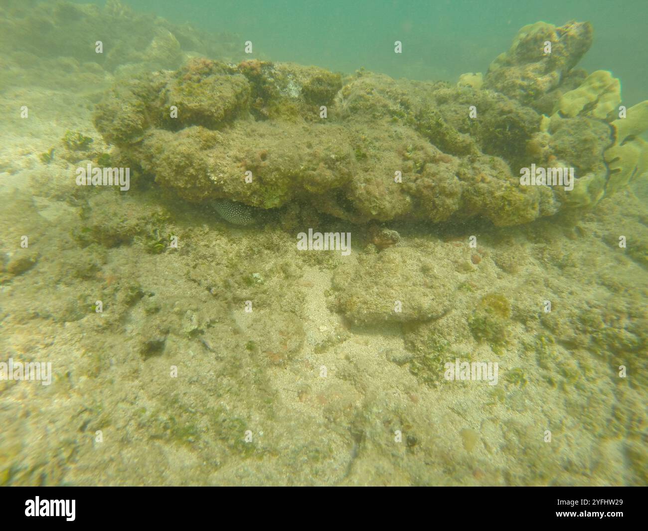 Hawaiian Spotted Toby (Canthigaster jactator Stock Photo - Alamy