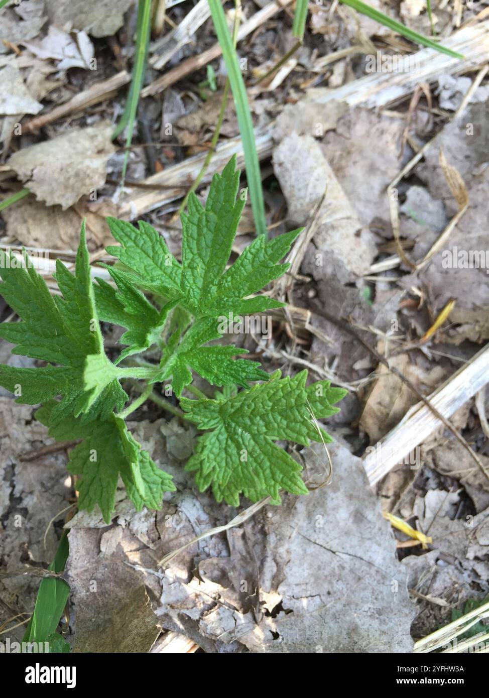 common motherwort (Leonurus cardiaca Stock Photo - Alamy