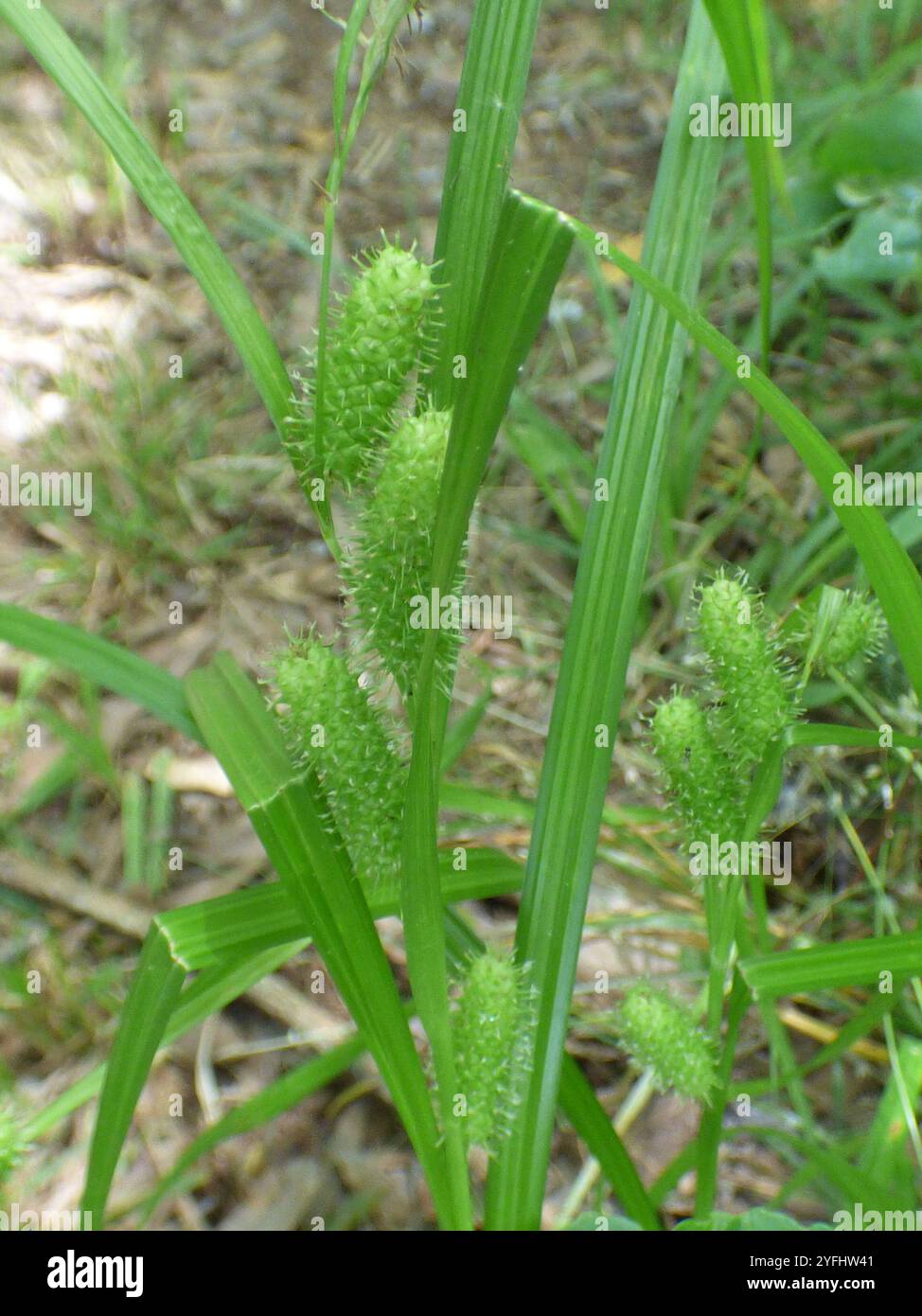 golden cattail sedge (Carex aureolensis Stock Photo - Alamy