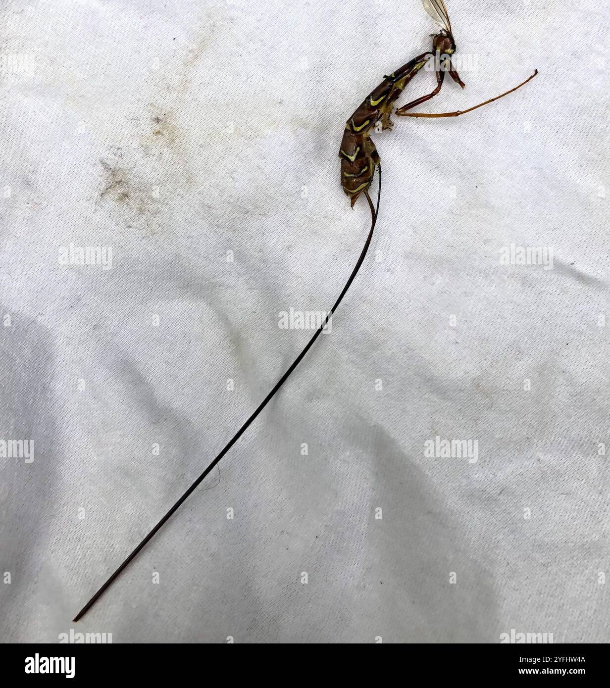 Long-tailed Giant Ichneumonid Wasp (Megarhyssa macrurus Stock Photo - Alamy