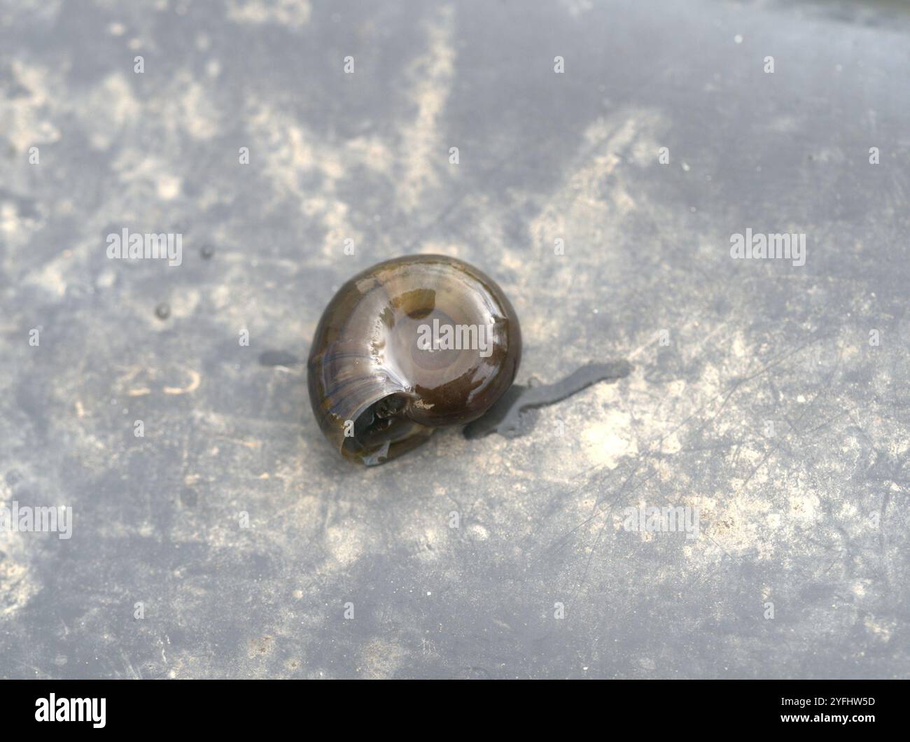 Great Ram's-horn (Planorbarius corneus Stock Photo - Alamy