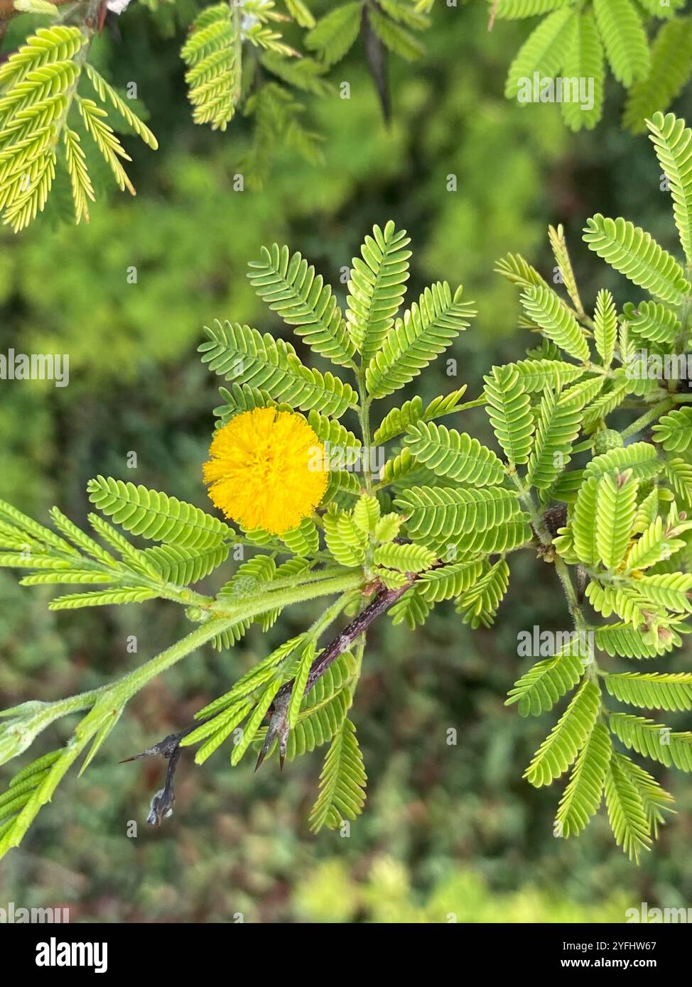 twisted acacia (Vachellia tortuosa Stock Photo - Alamy