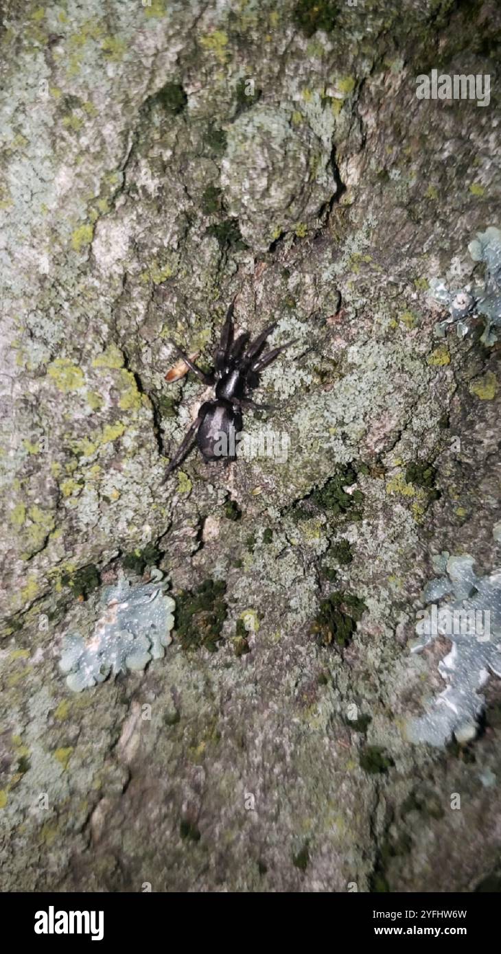 Eastern Parson Spider (Herpyllus ecclesiasticus Stock Photo - Alamy
