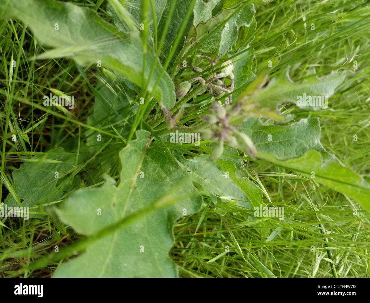 western horsenettle (Solanum dimidiatum Stock Photo - Alamy