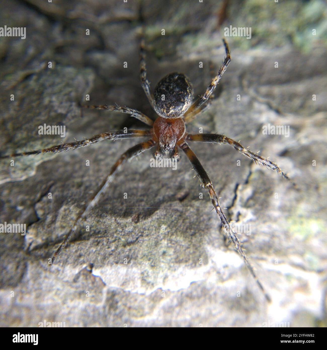 Furrow Spiders (Larinioides Stock Photo - Alamy