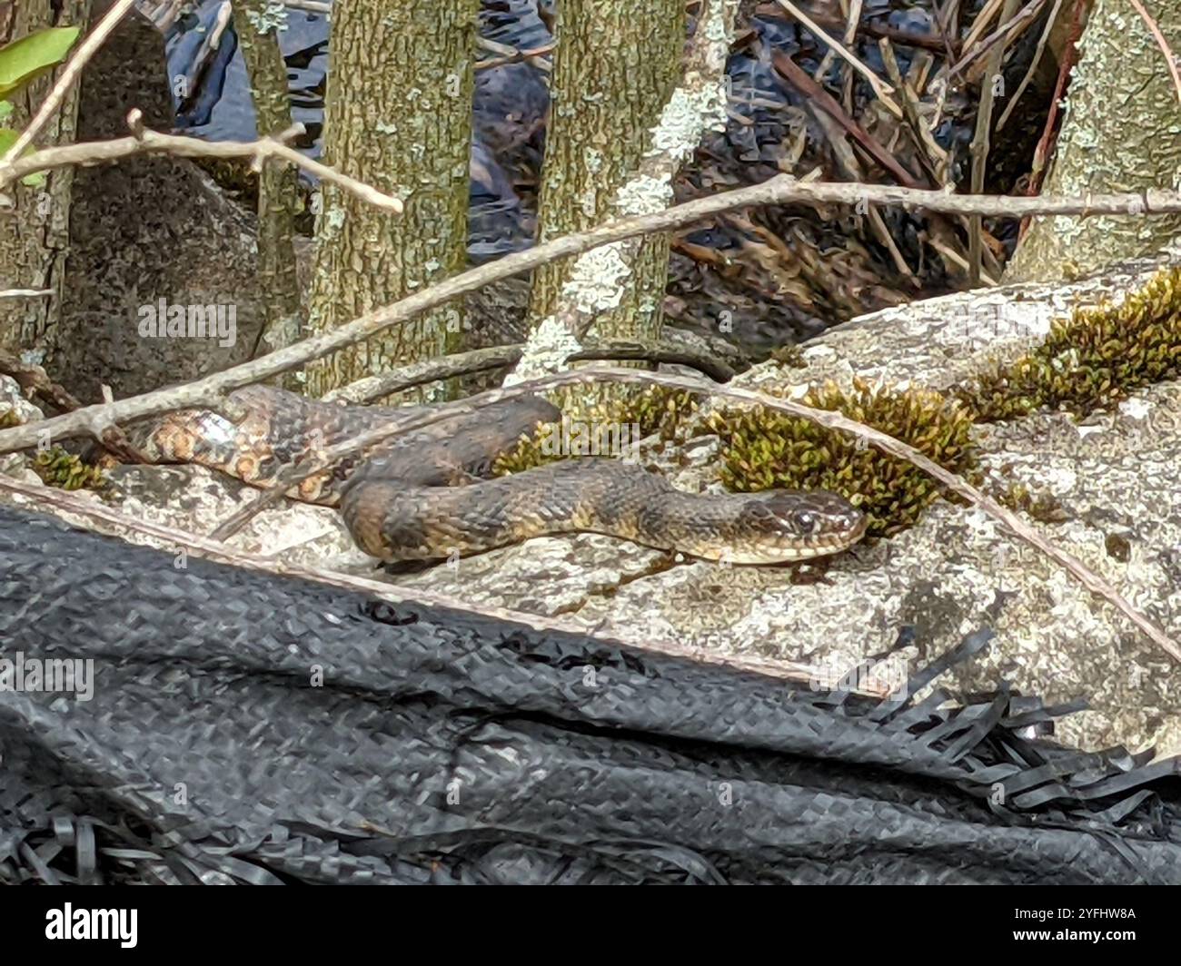Northern Watersnake (Nerodia sipedon sipedon Stock Photo - Alamy