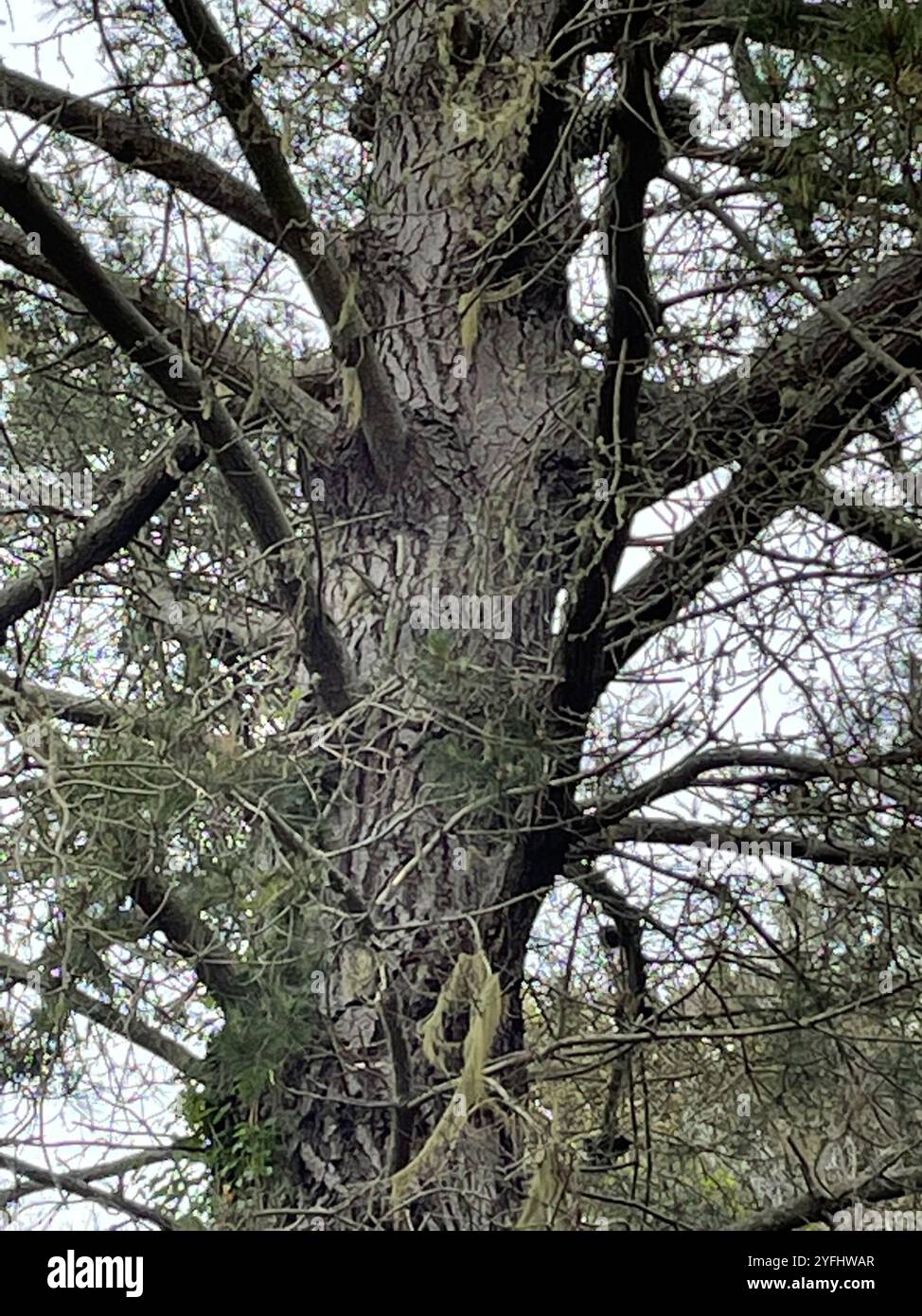 knobcone pine (Pinus attenuata Stock Photo - Alamy