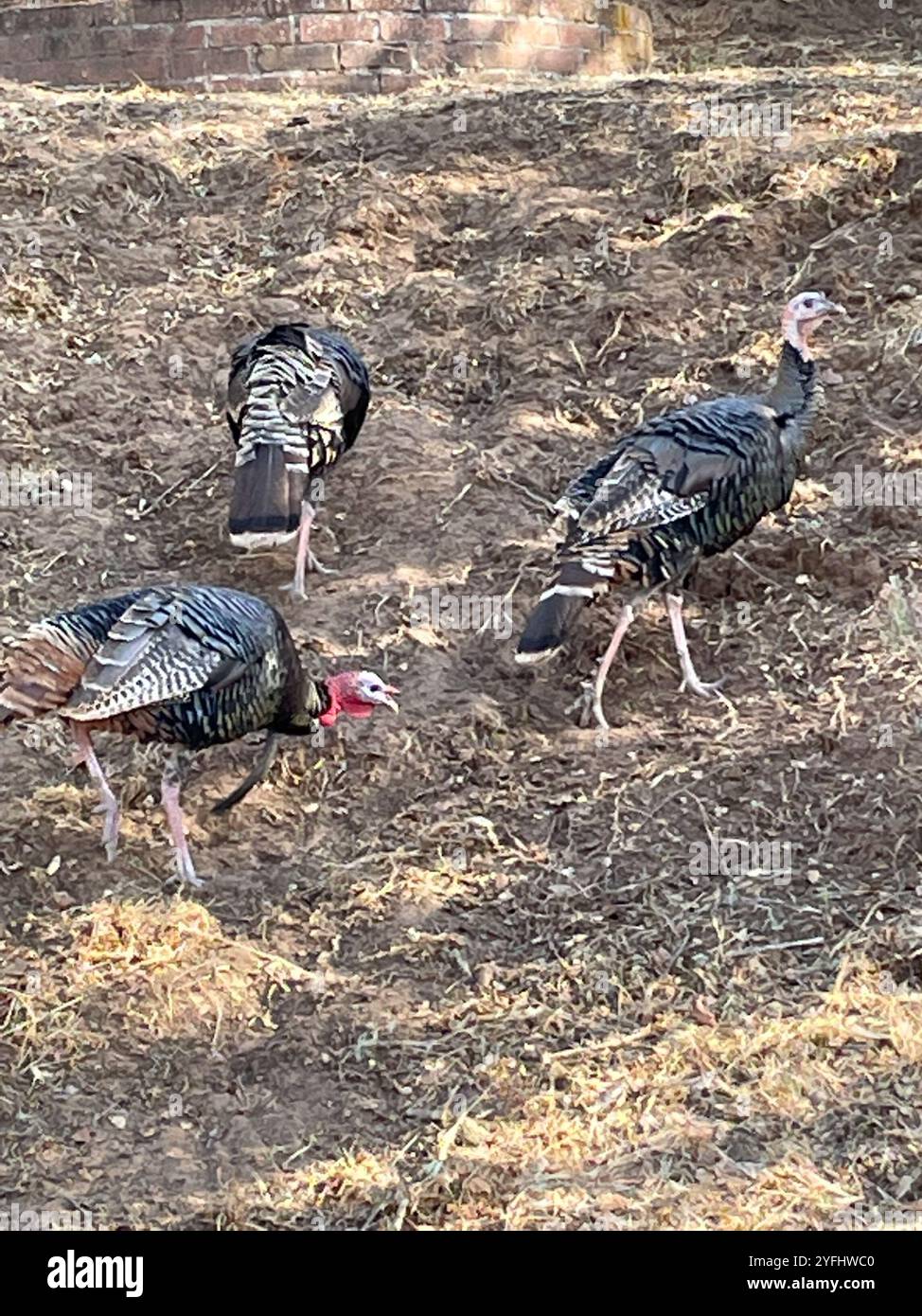 Wild Turkey (Meleagris gallopavo Stock Photo - Alamy