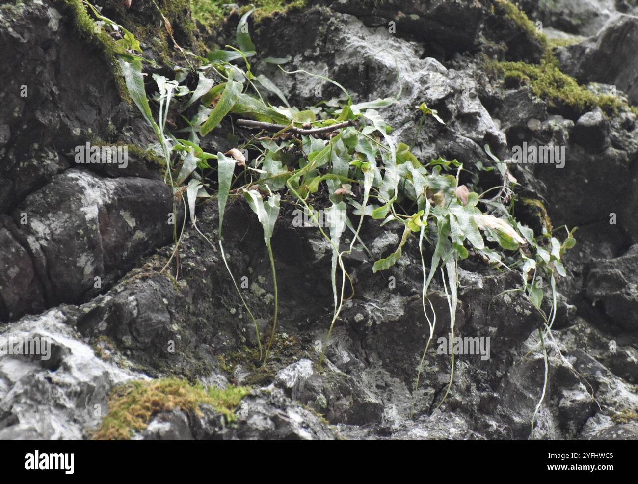 walking fern (Asplenium rhizophyllum Stock Photo - Alamy