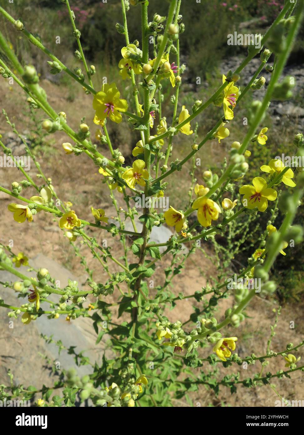 Mullein verbascum sinuatum hi-res stock photography and images - Alamy