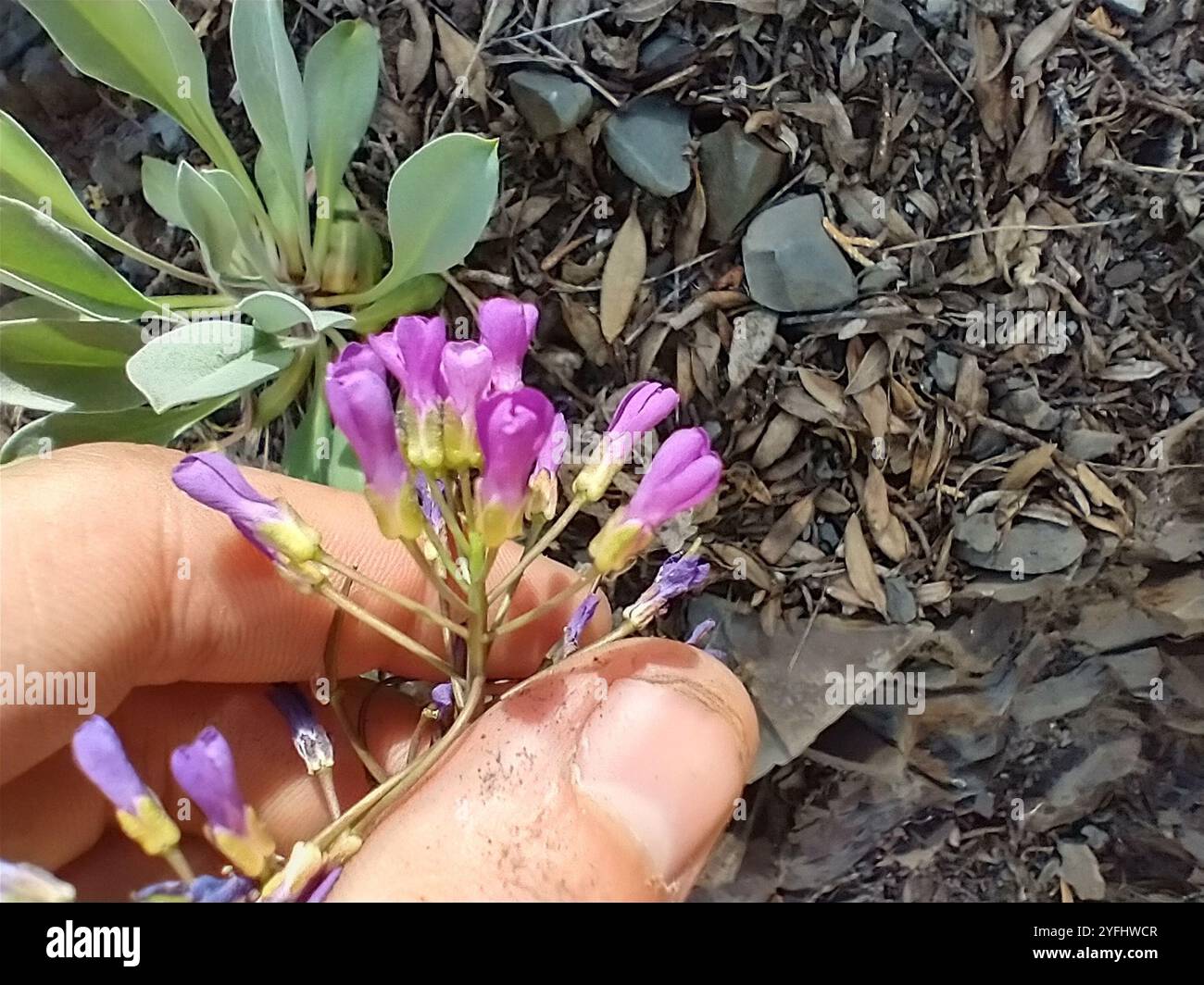 daggerpod (Phoenicaulis cheiranthoides Stock Photo - Alamy