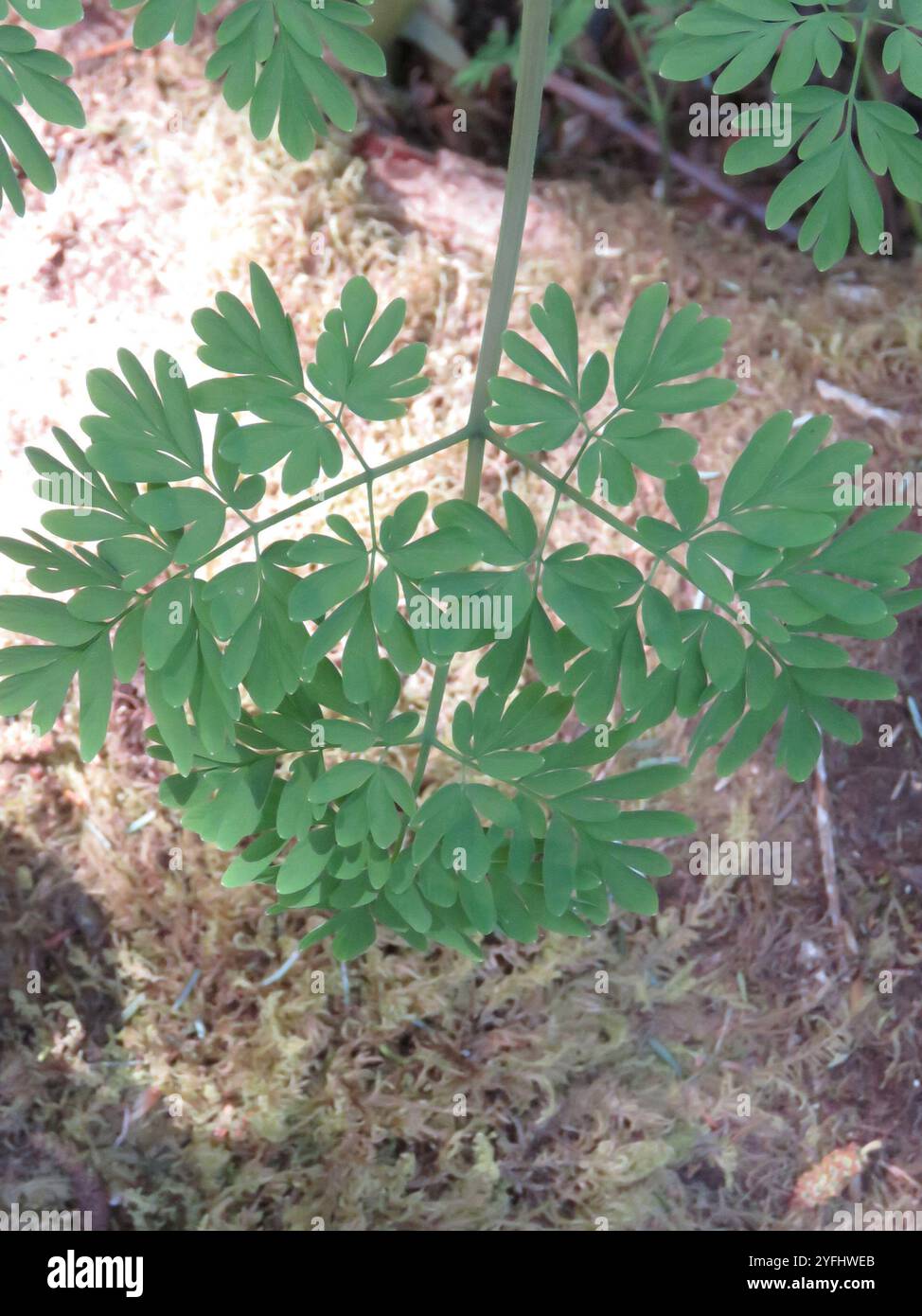 Scouler's Corydalis (Corydalis scouleri Stock Photo - Alamy