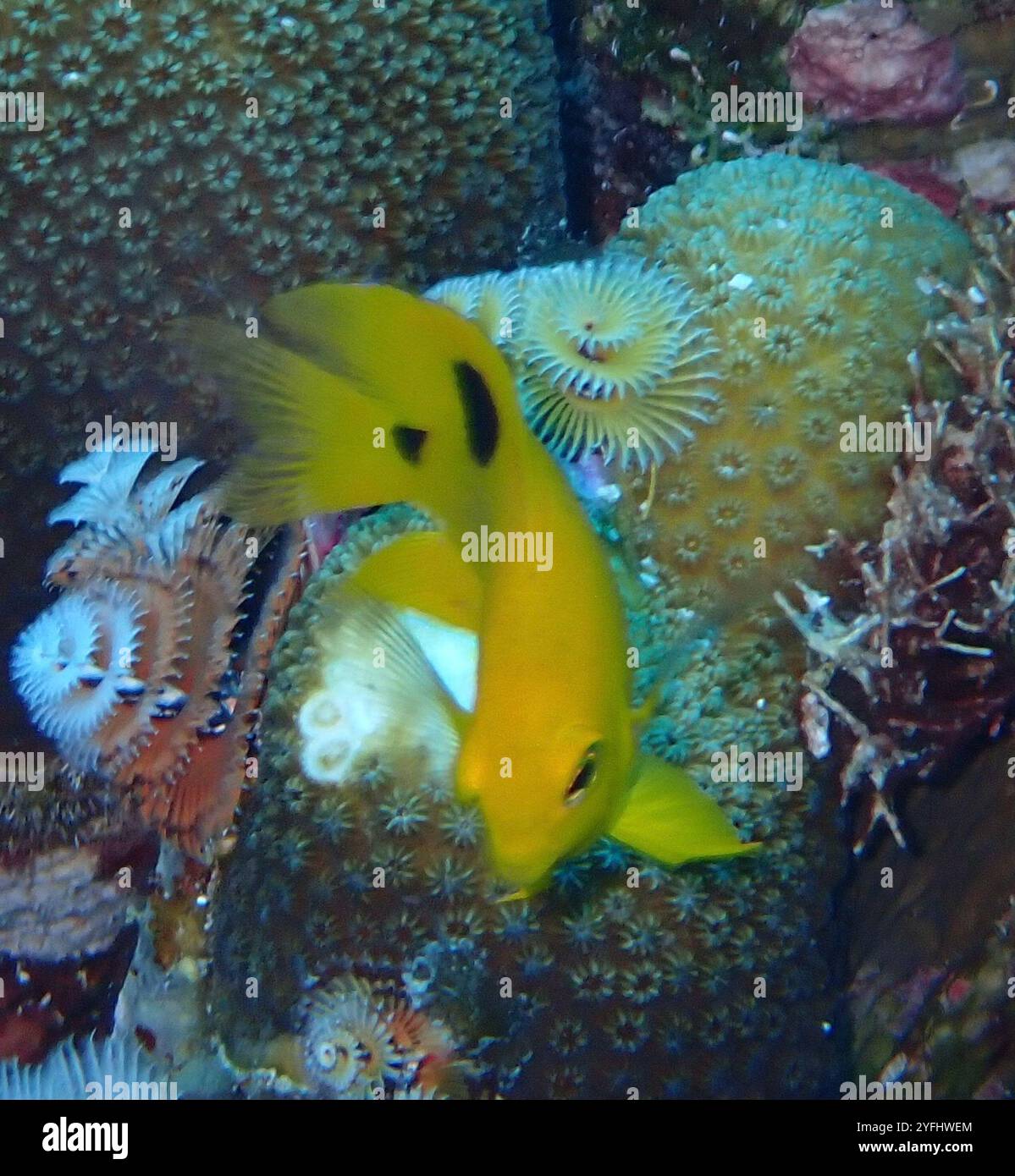 Threespot Damselfish (Stegastes planifrons Stock Photo - Alamy