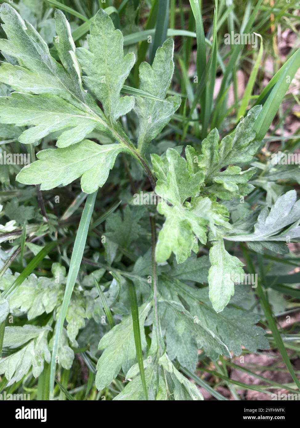common mugwort (Artemisia vulgaris Stock Photo - Alamy