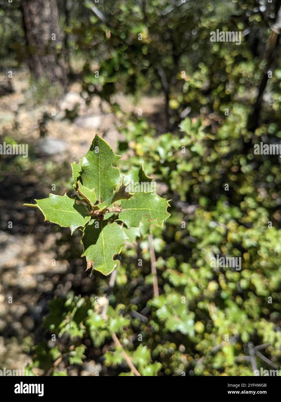 California scrub oak (Quercus berberidifolia Stock Photo - Alamy