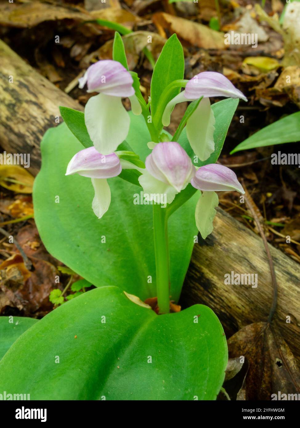 showy orchis (Galearis spectabilis Stock Photo - Alamy