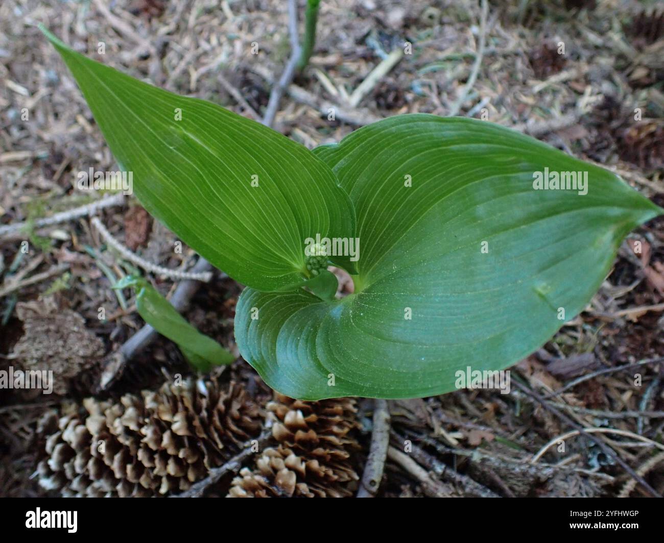 Western Lily of the Valley (Maianthemum dilatatum Stock Photo - Alamy